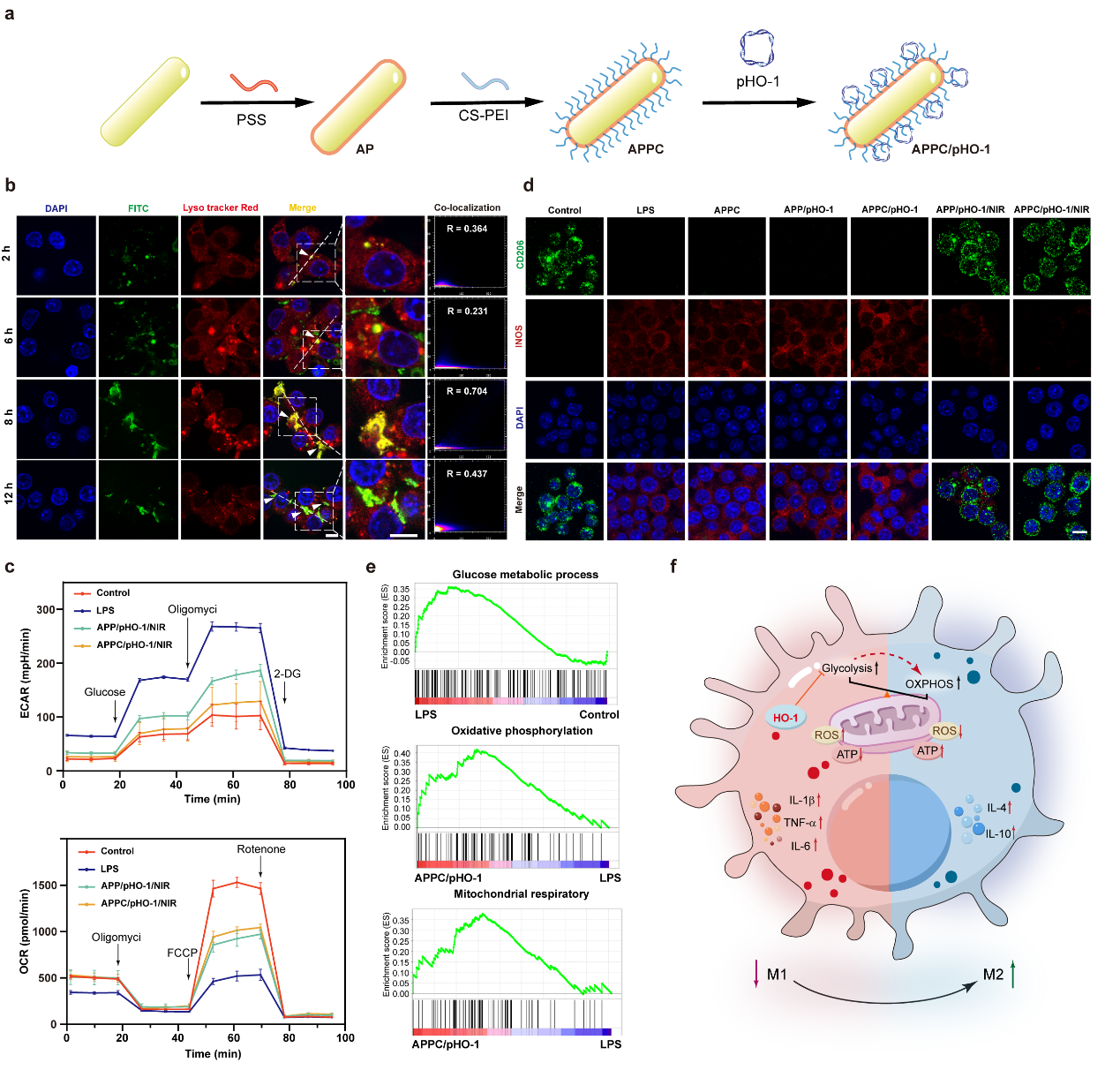 JLU’s professor team breaks through in treatment of rheumatoid ...